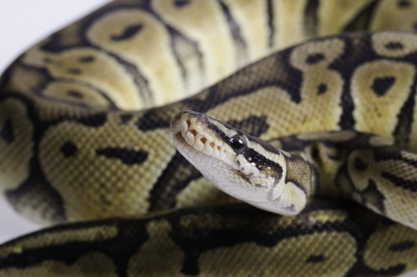Calico Ball Python Morph: Info, Appearance, Pictures & Care Guide ...