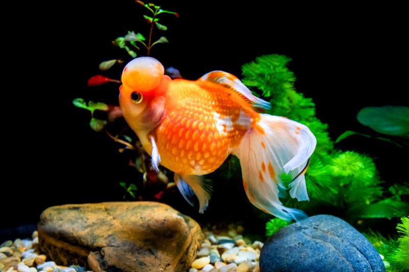 6 Good Reasons to Use Gel Food for Goldfish: Facts & FAQ | PangoVet