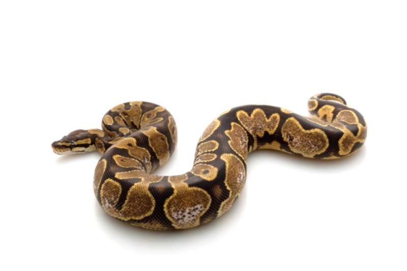 Calico Ball Python Morph: Info, Appearance, Pictures & Care Guide ...