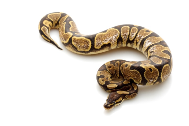 Calico Ball Python Morph: Info, Appearance, Pictures & Care Guide ...