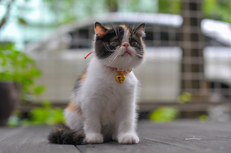 Calico Ragdoll Cat: Info, Pictures, Facts & History | PangoVet
