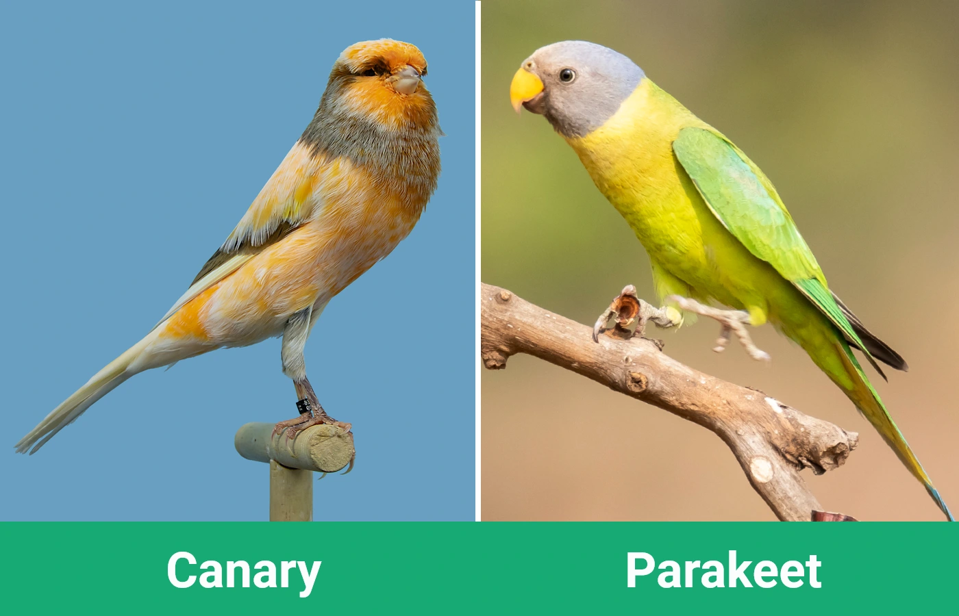 Canary vs Parakeet: The Differences (With Pictures) | PangoVet