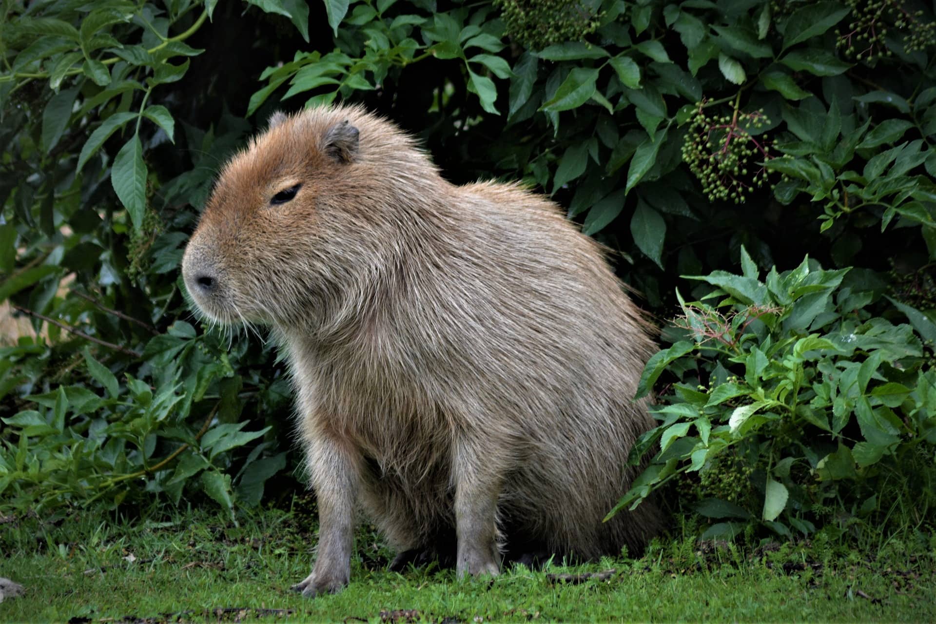 Capybara Pet Capybaras Newest Residents Of Spring River Zoo | Local