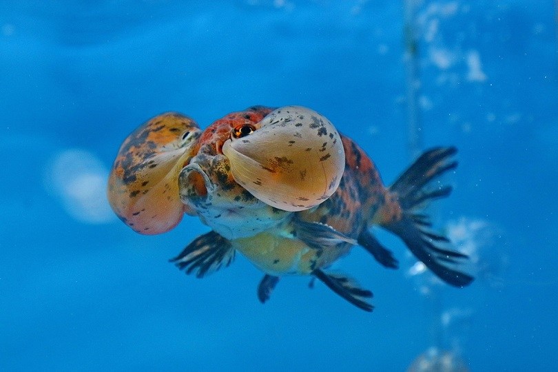 Bubble Fish Information Bubble Eye Goldfish: The Complete Care Guide