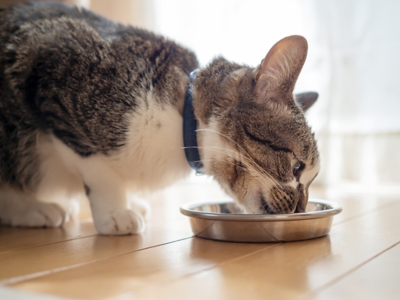 12 Foods High in Potassium for Cats: Vet-Reviewed Advice & FAQ | PangoVet
