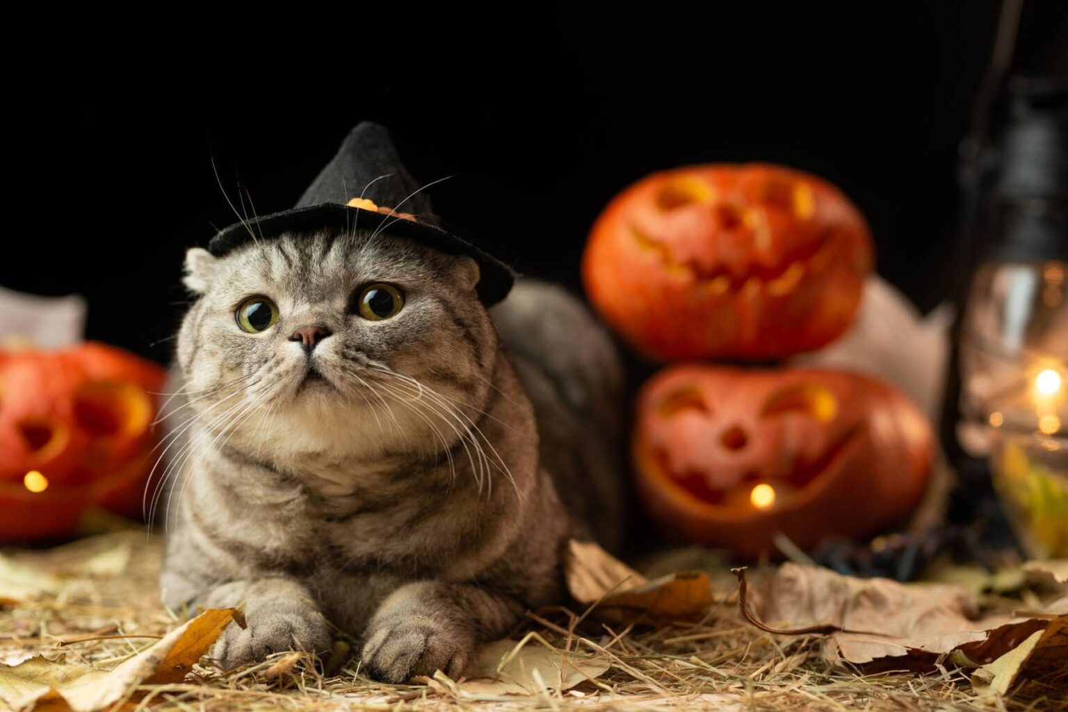 23 Funniest Halloween Costumes for Cats (Updated In 2025) | PangoVet