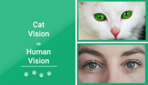 Cat Vision vs. Human Vision: Vet-Reviewed Differences (With Infographic ...