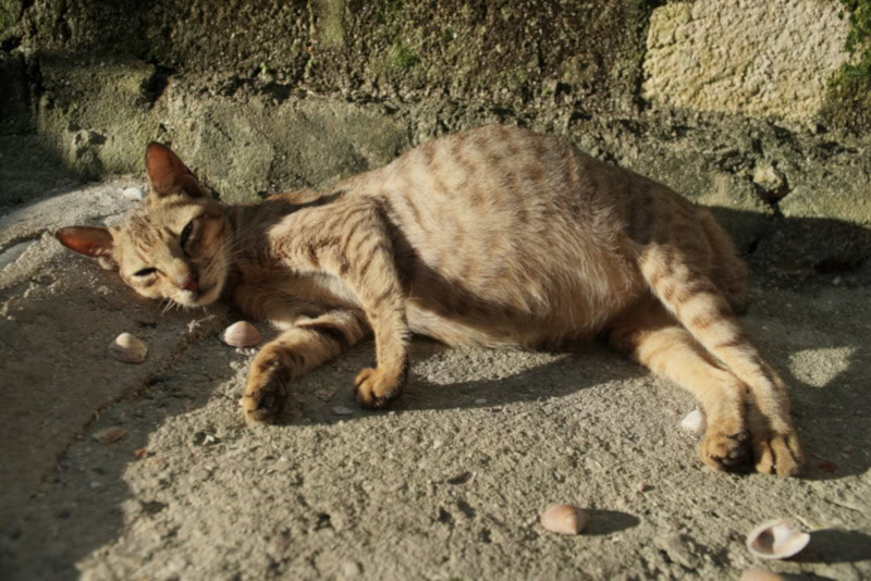 Feline Infectious Peritonitis: Causes, Signs, and Treatments (Vet ...