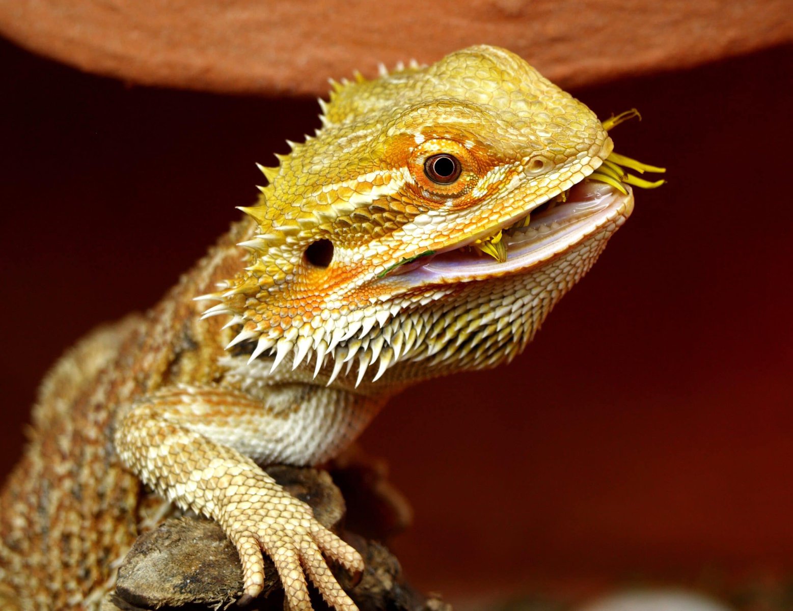 22 Types of Bearded Dragon Morphs, Colors & Species (With Info ...