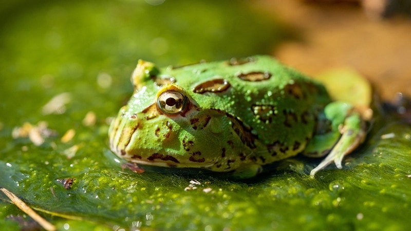 12 Pacman Frog Morphs & Colors (With Info & Pictures) | PangoVet