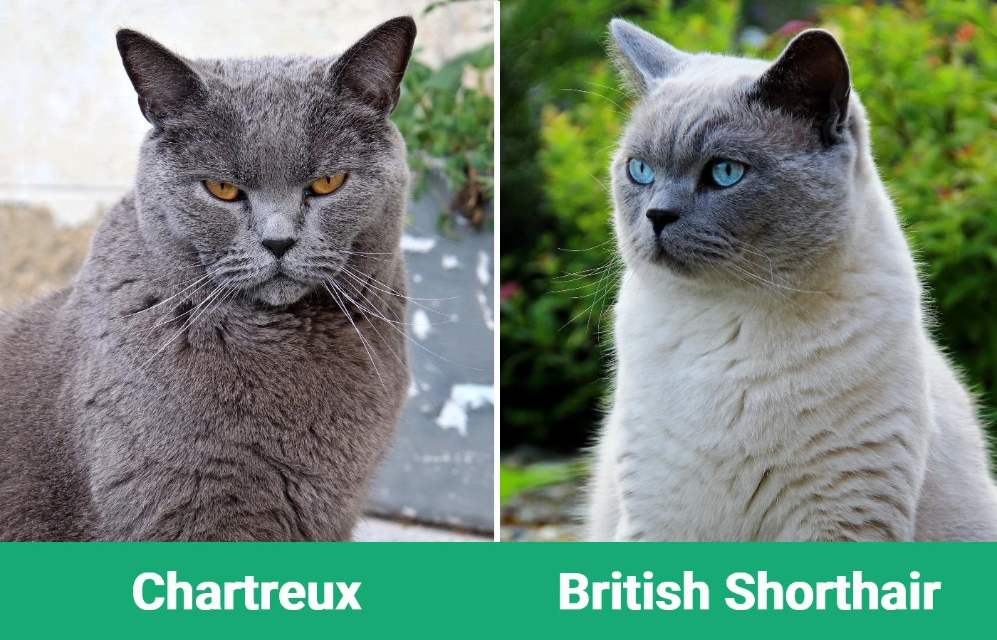 Chartreux vs British Shorthair: The Key Differences (With Pictures ...