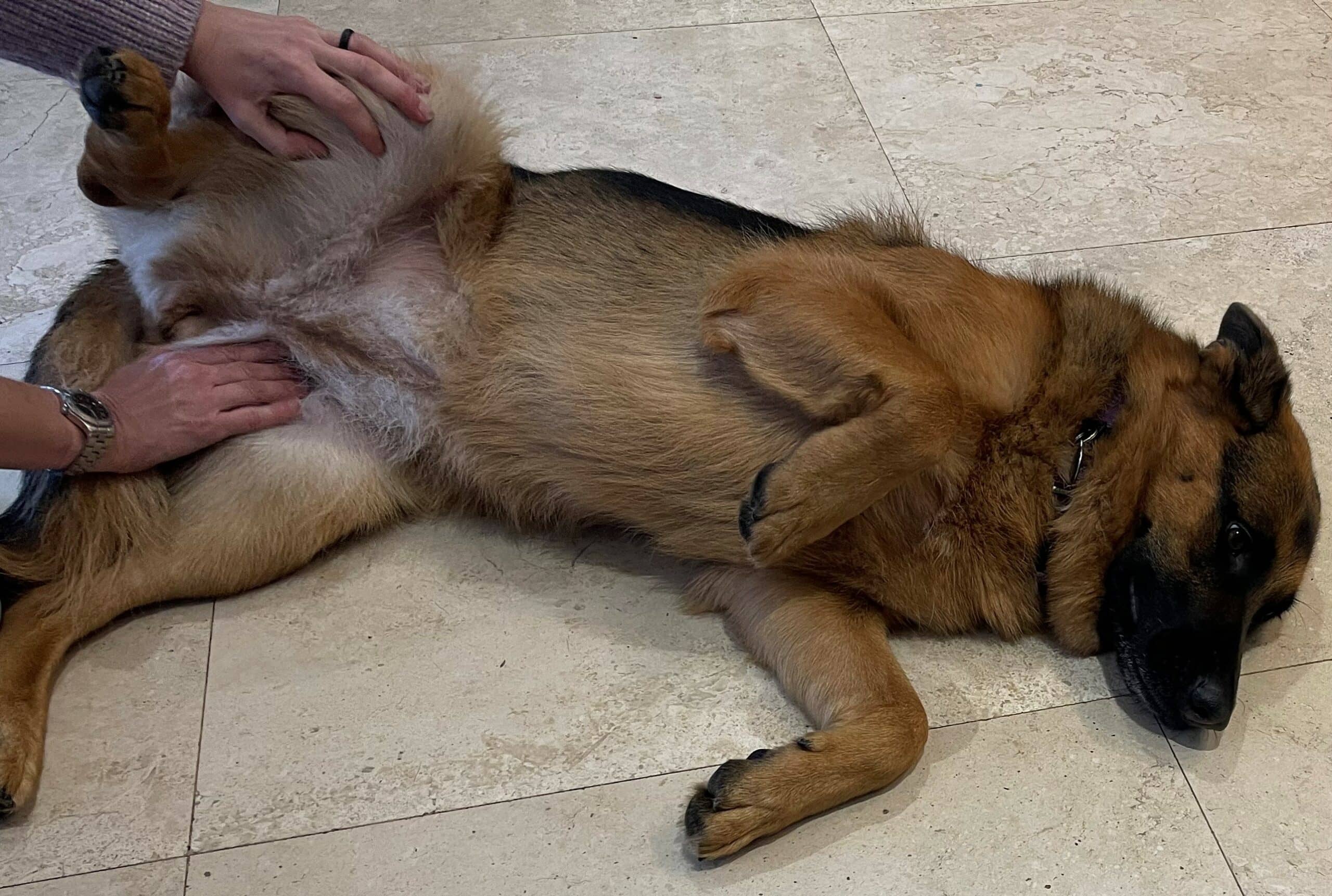 How to Check a Dog’s Heart Rate: 6 Vet-Verified Tips | PangoVet