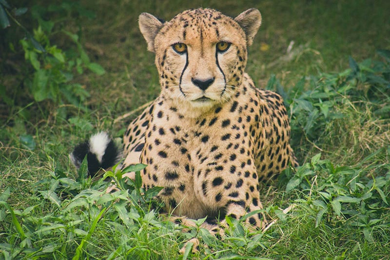 Do Cheetahs Make Good Pets? Everything You Need to Know | PangoVet