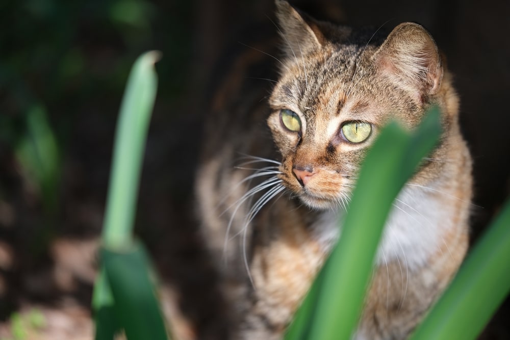 Chinese Dragon Li (Chinese Li Hua Cat): Info, Pictures, Temperament ...