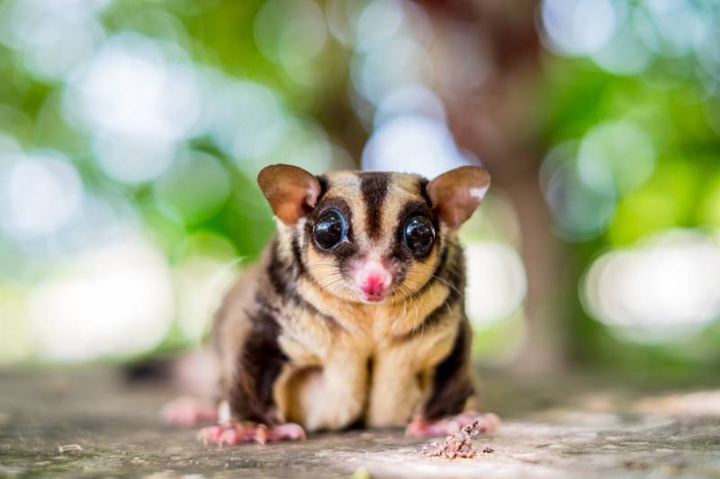 18 Sugar Glider Colors & Patterns (with Pictures) | PangoVet