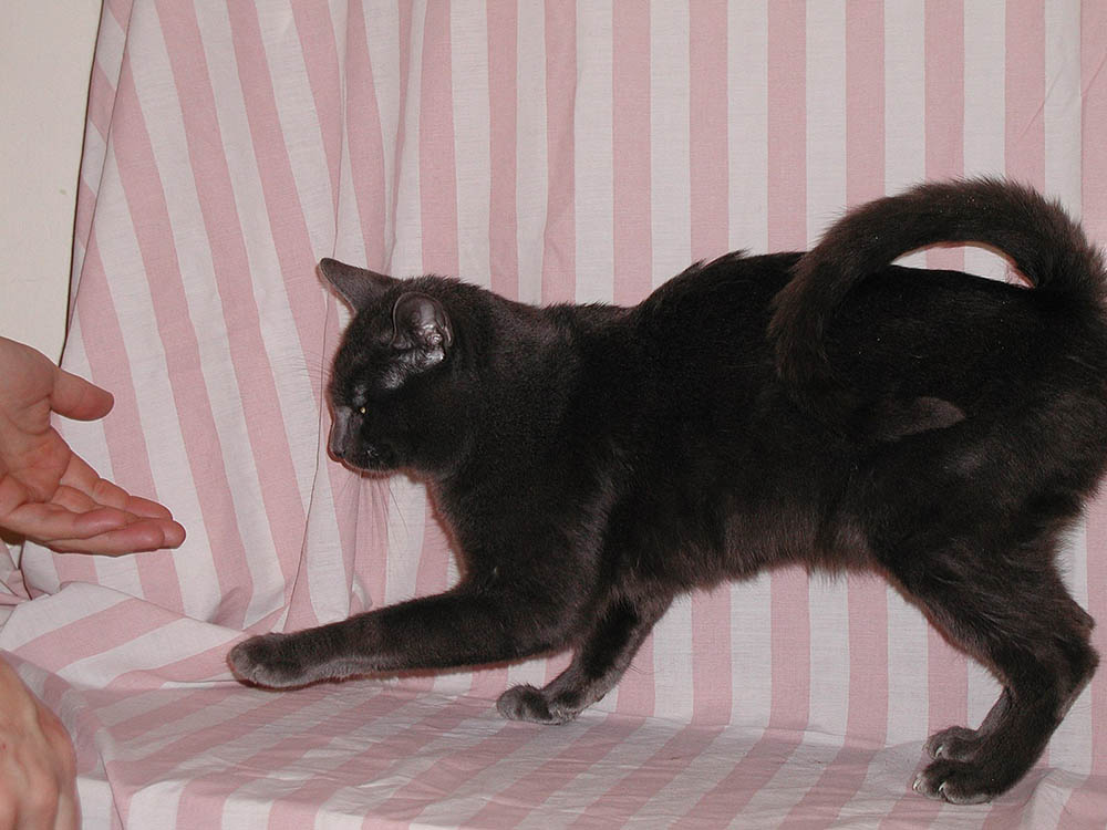 10 Cat Breeds With Curly Tails (With Info & Pictures) | PangoVet