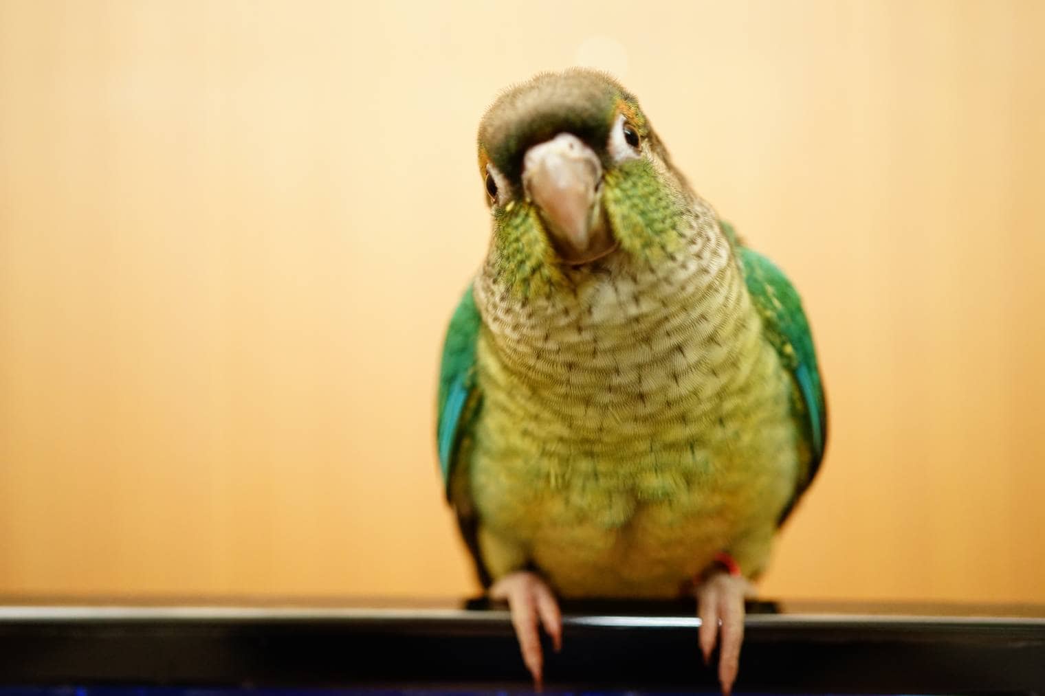 6 Green-Cheeked Conure Mutations: Info & Facts (With Pictures) | PangoVet