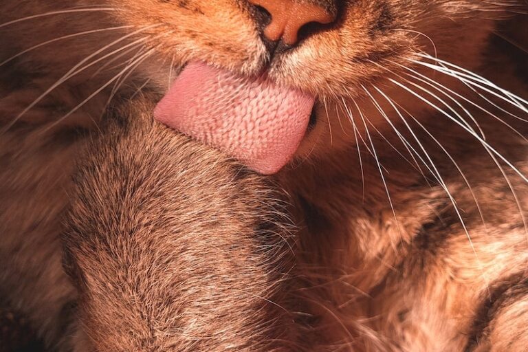 7 Fascinating Facts About Your Cat’s Tongue: Vet-Approved Info | PangoVet