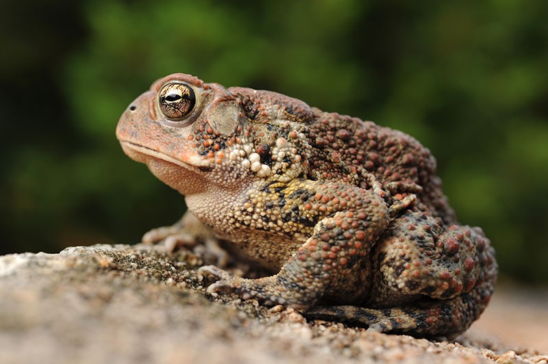 Do Toads Make Good Pets? Vet-Approved Facts (With Pictures) | PangoVet