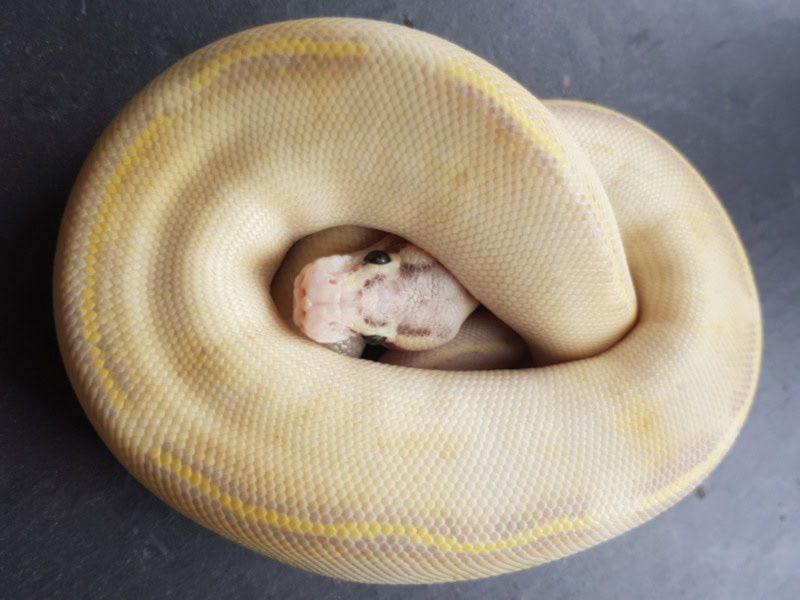 Ivory Ball Python Morph: Info, History & Care (With Pictures) | PangoVet