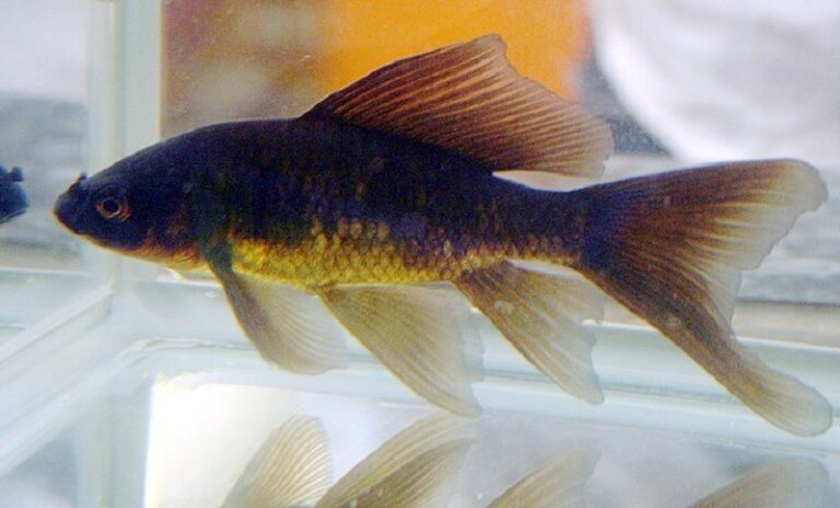 Goldfish Ich: Signs, Treatment, & Prevention (Vet-Approved) | PangoVet