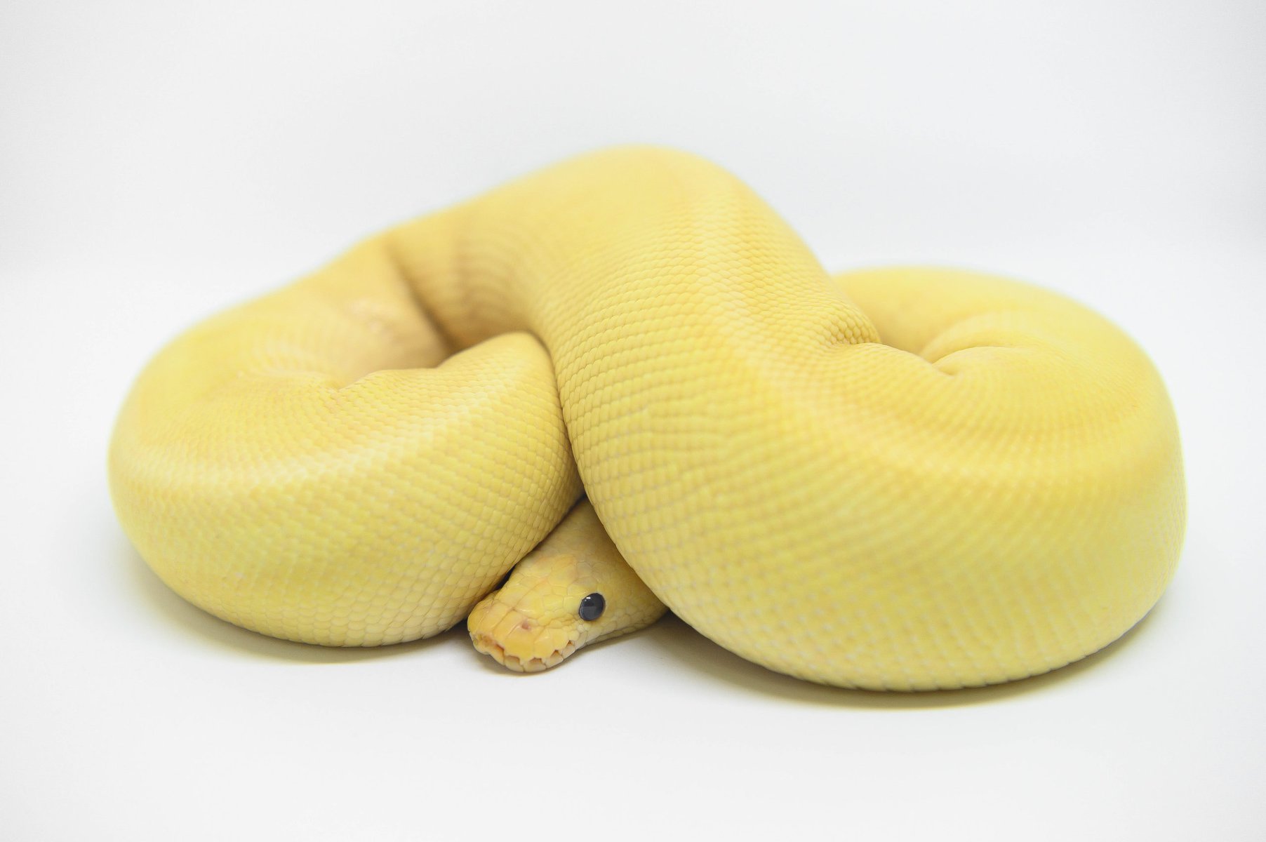 Coral Glow Ball Python Morph: Info, Pictures, Appearance & Care Guide ...