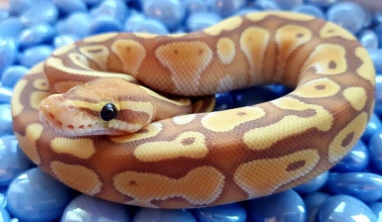 Coral Glow Ball Python Morph: Info, Pictures, Appearance & Care Guide ...