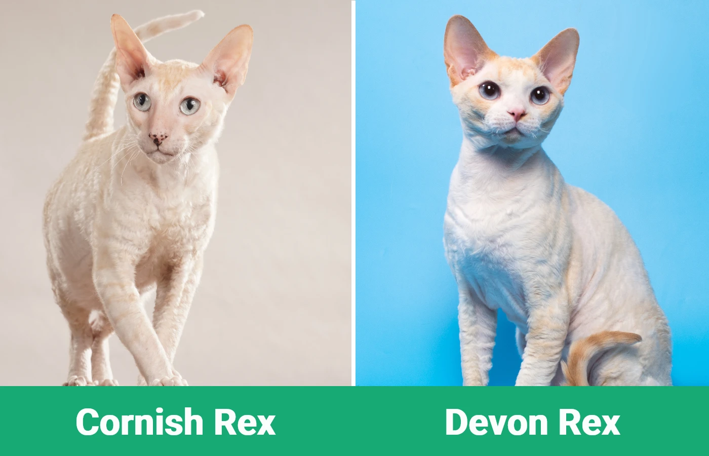 Cornish Rex vs. Devon Rex: Main Differences & Similarities (With ...