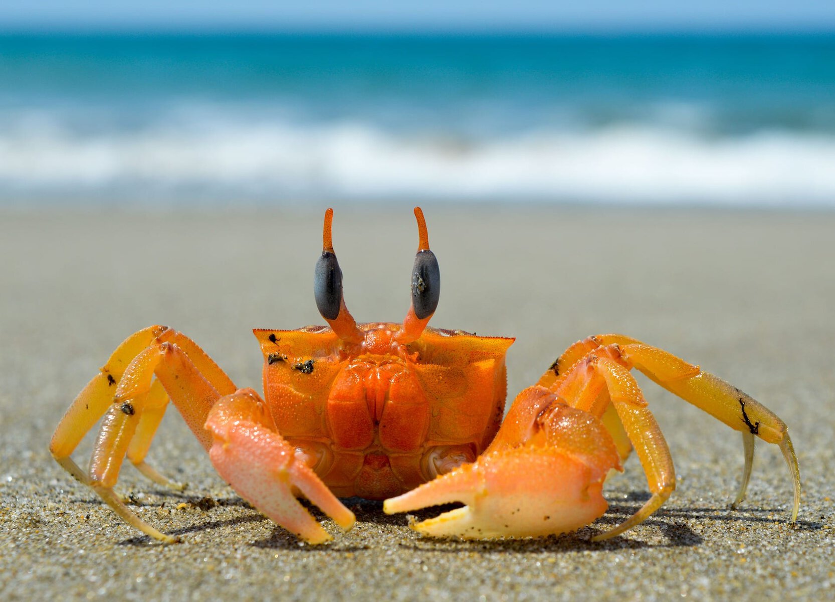 12 Popular Types of Pet Crabs (With Info & Pictures) | PangoVet