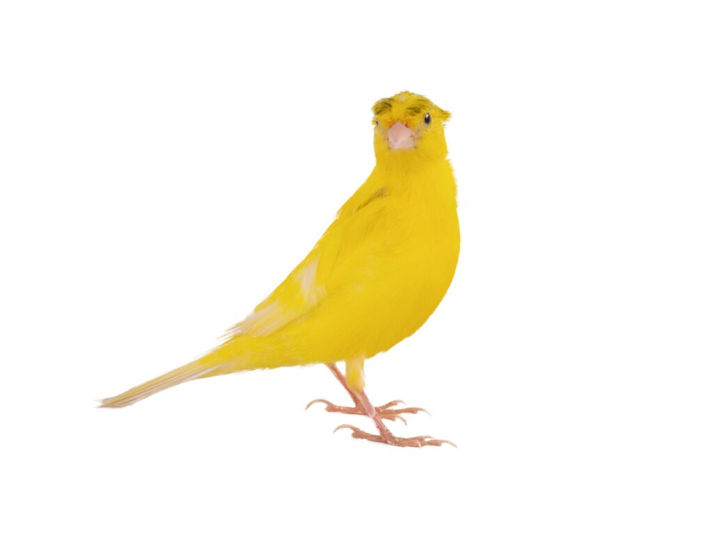 14 Types of Canary Bird Varieties & Colors (With Info & Pictures ...