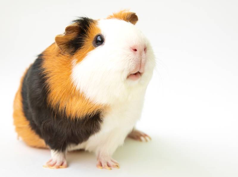 7 Rare Guinea Pig Breeds (With Info & Pictures) | PangoVet