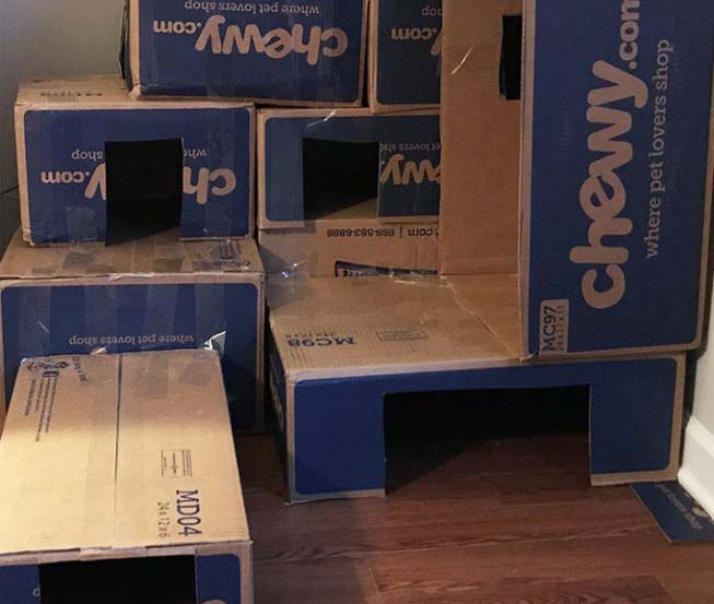 12 DIY Cardboard Cat Toys Your Feline Will Love (With Pictures) | PangoVet