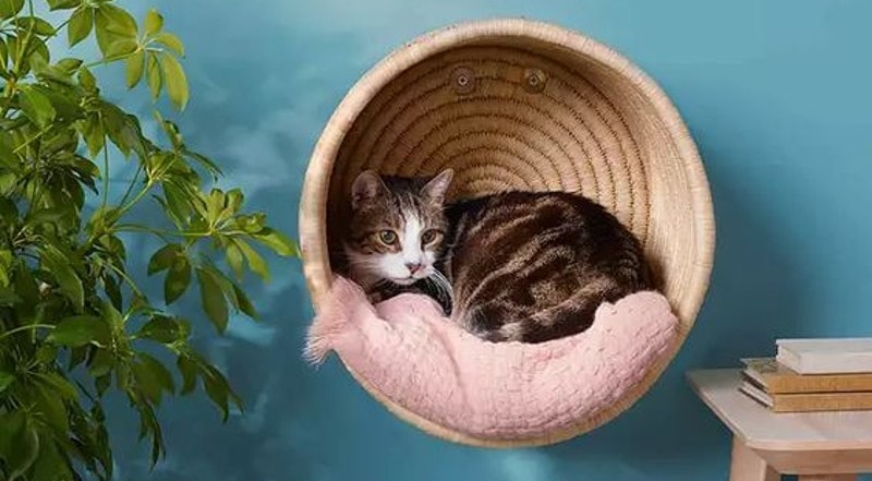 20 DIY Projects to Make for Your Cat (With Pictures) | PangoVet