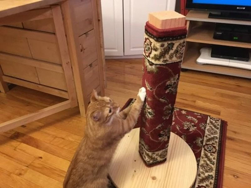 20 DIY Projects to Make for Your Cat (With Pictures) | PangoVet