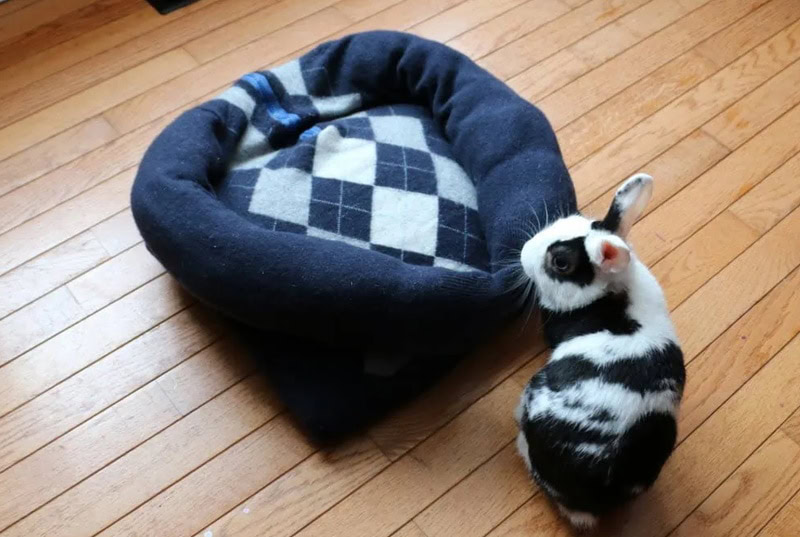 13 DIY Rabbit Beds You Can Make Today (With Pictures) | PangoVet