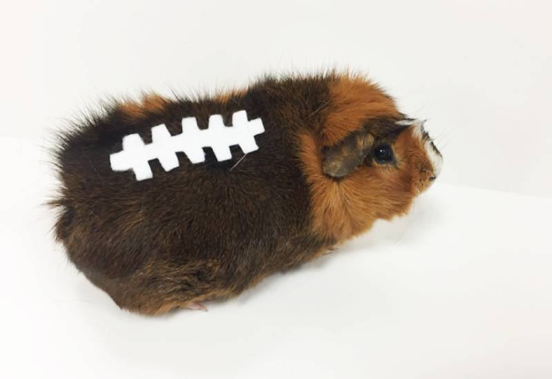 9 Awesome DIY Halloween Costumes for Guinea Pigs You Can Make Today ...