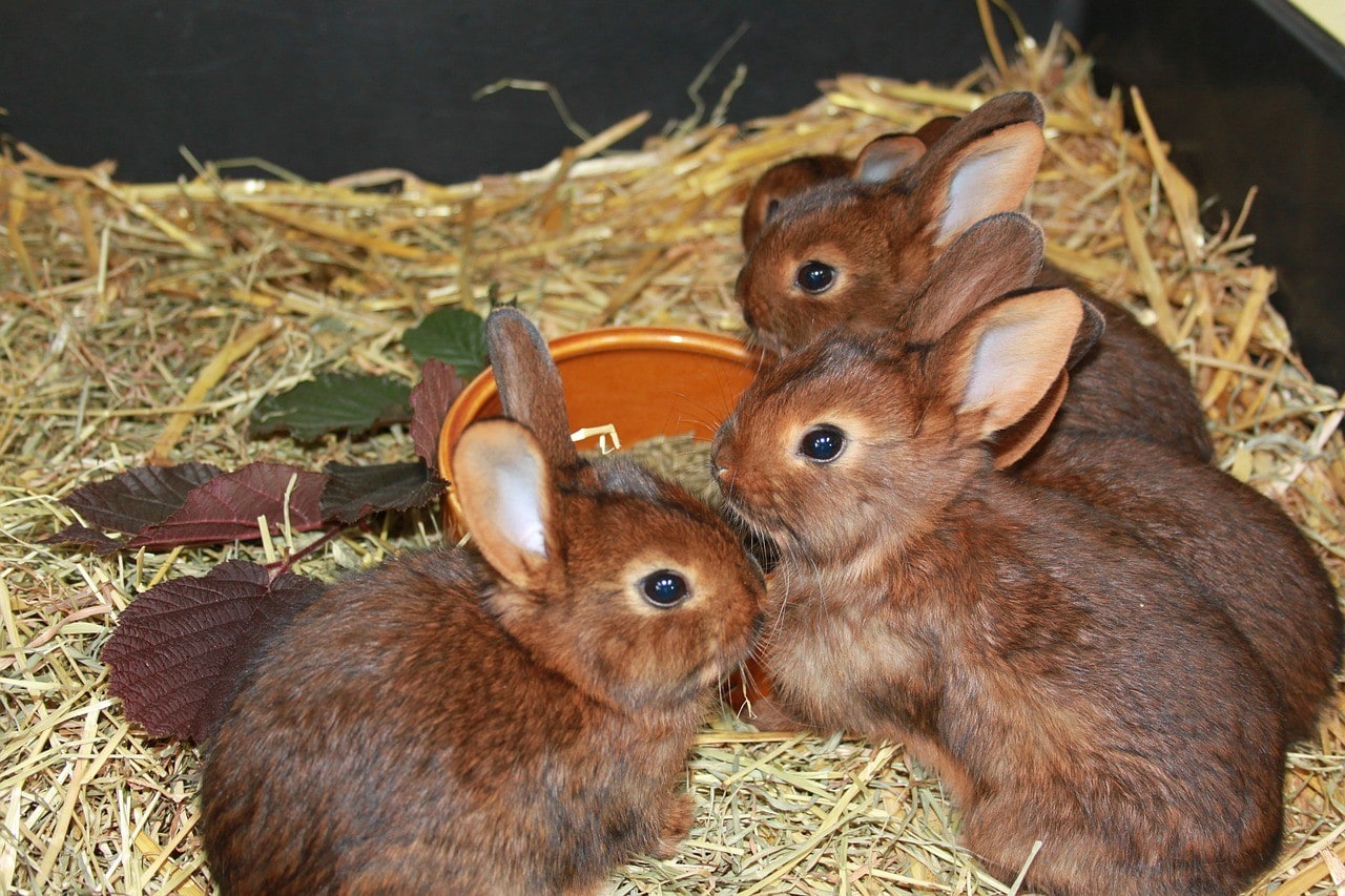 16 Popular Brown Rabbit Breeds (With Info & Pictures) | PangoVet