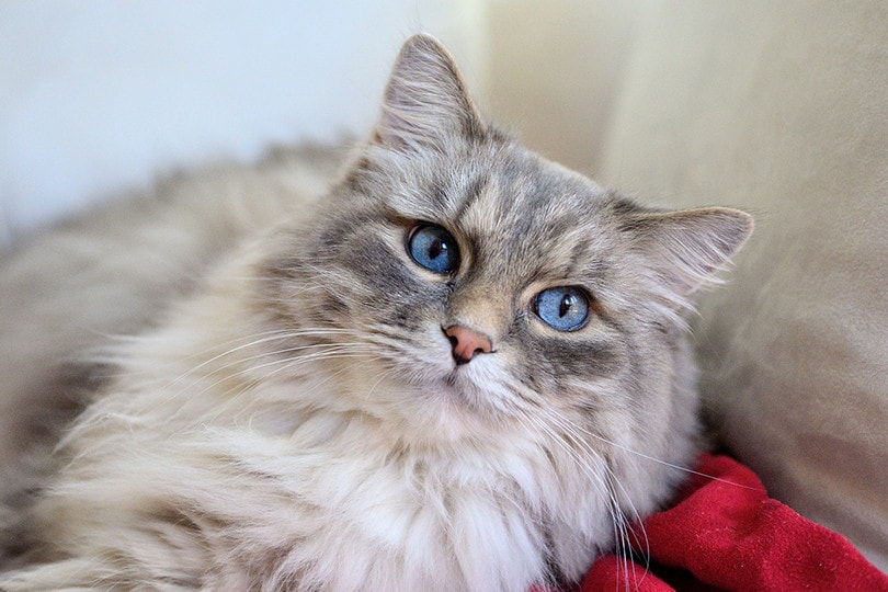 Domestic Longhair Cat Breed: Info, Pictures, Temperament & Traits ...