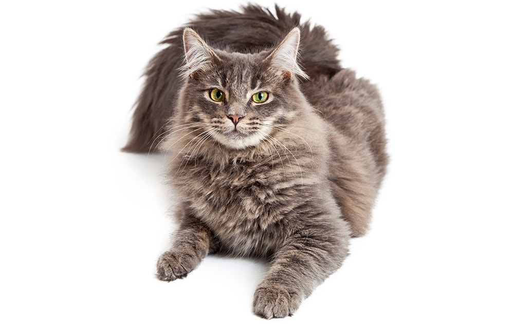 Domestic Medium Hair Cat Breed: Info, Pictures, Temperament & Traits | PangoVet