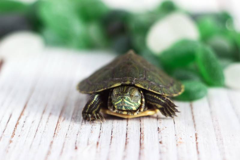 How Do Turtles Sleep? Vet-Approved Behavior, Facts, & Information | PangoVet