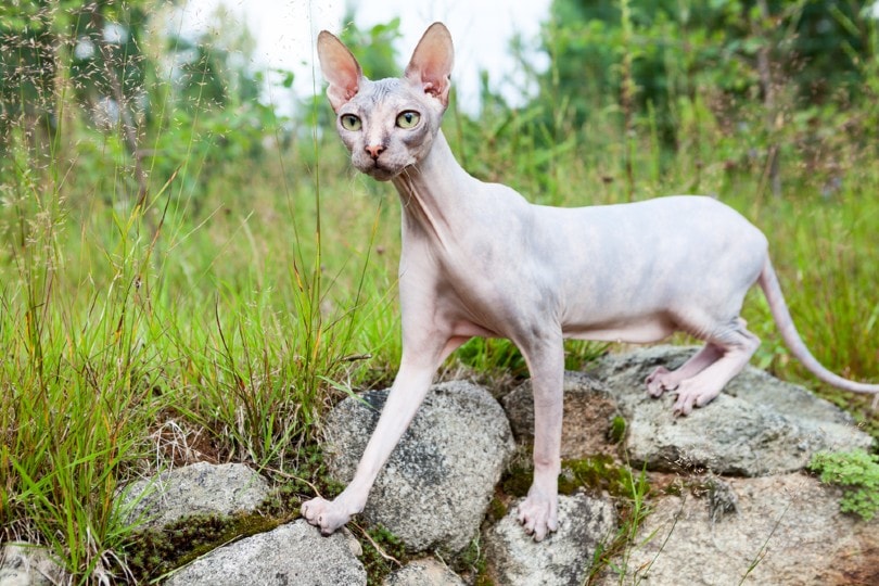 12 Strange Looking Cat Breeds (With Info & Pictures) | PangoVet