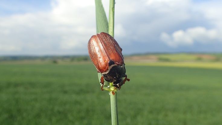 10 Interesting Insects That Make Great Pets (With Info & Pictures ...