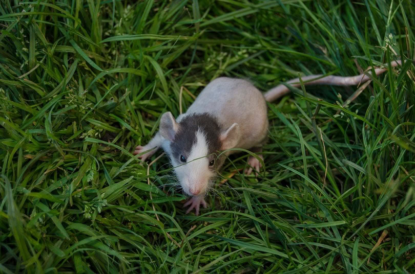 Rex Rat: Info, Pictures, Lifespan, Behavior & Care Guide | PangoVet