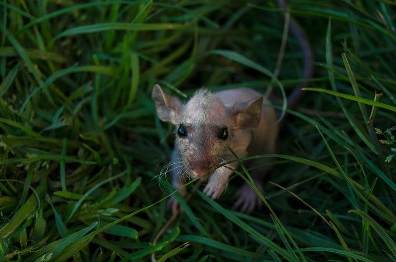 Rex Rat: Info, Pictures, Lifespan, Behavior & Care Guide | PangoVet