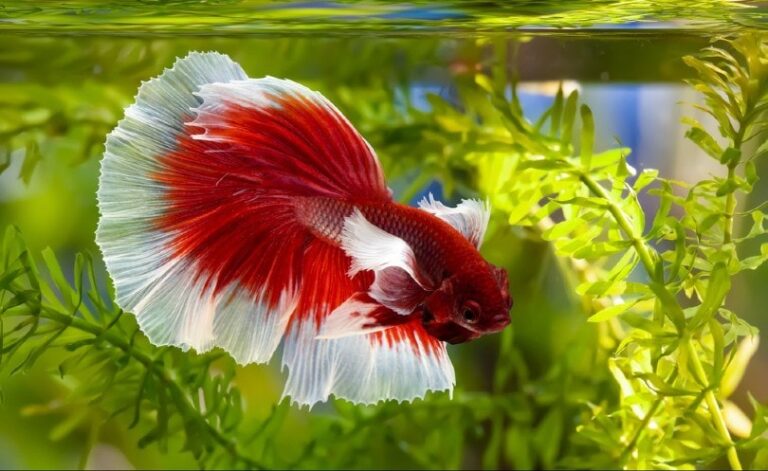 Do Betta Fish Have Teeth And Can They Bite? Facts & FAQs | PangoVet