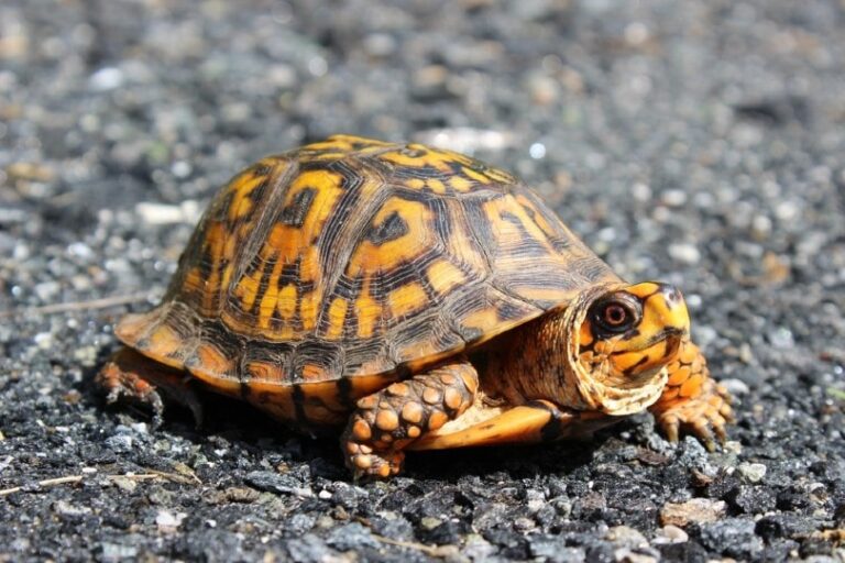 How Much Does a Box Turtle Cost? 2025 Price Guide | PangoVet
