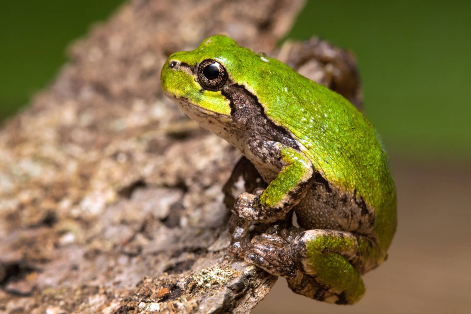 15 Types of Tree Frogs: An Overview (With Info & Pictures) | PangoVet