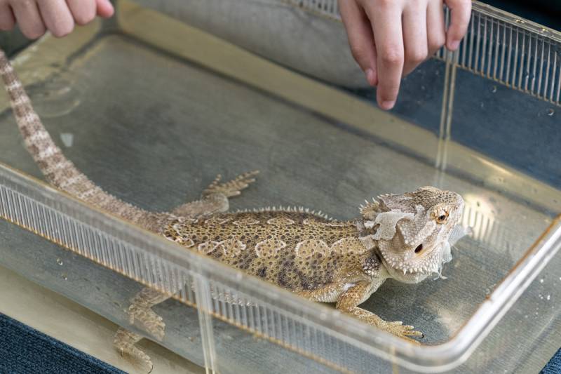 How to Bathe a Bearded Dragon: Vet-Approved Step-by-Step Guide | PangoVet