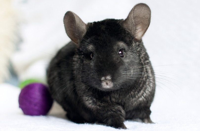 11 Different Chinchilla Colors (With Info & Pictures) | PangoVet
