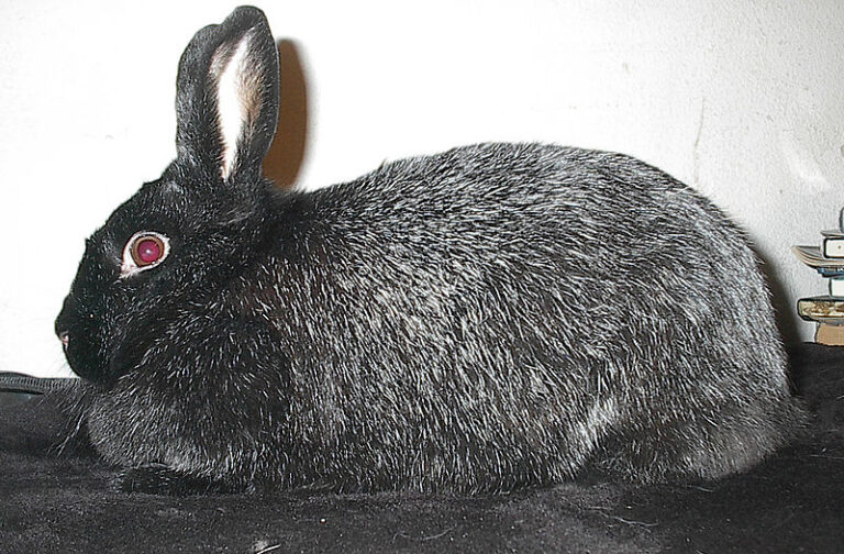 Top 10 Rarest Rabbit Breeds in 2025 (With Info & Pictures) | PangoVet